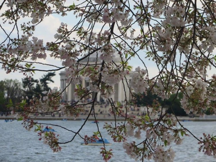 Signs of Spring – DC Cherry Blossoms – Beyond The Miles Travel Blog